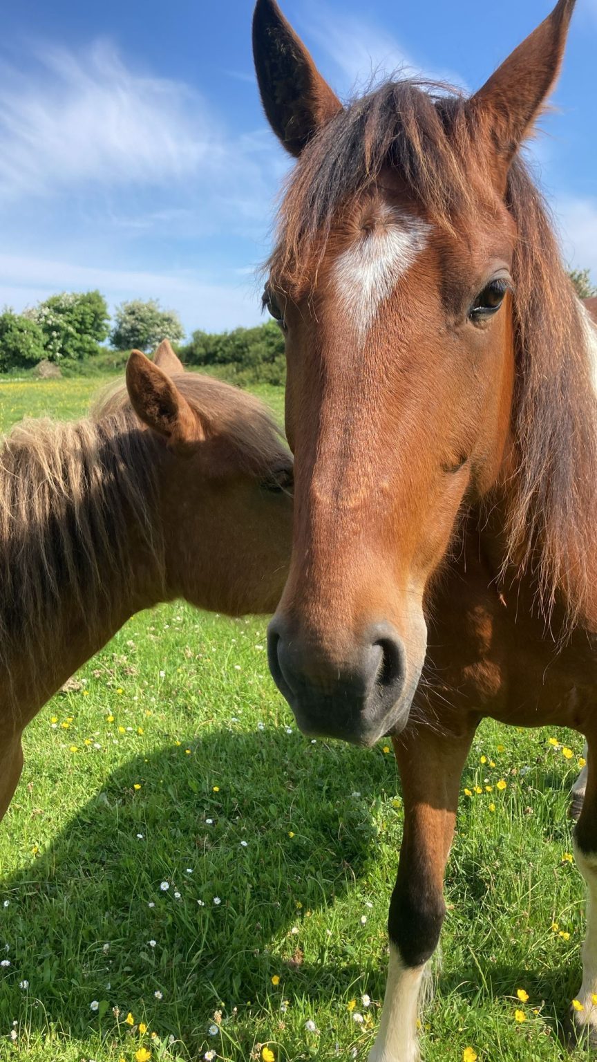 Ron – Forgotten Horses Ireland